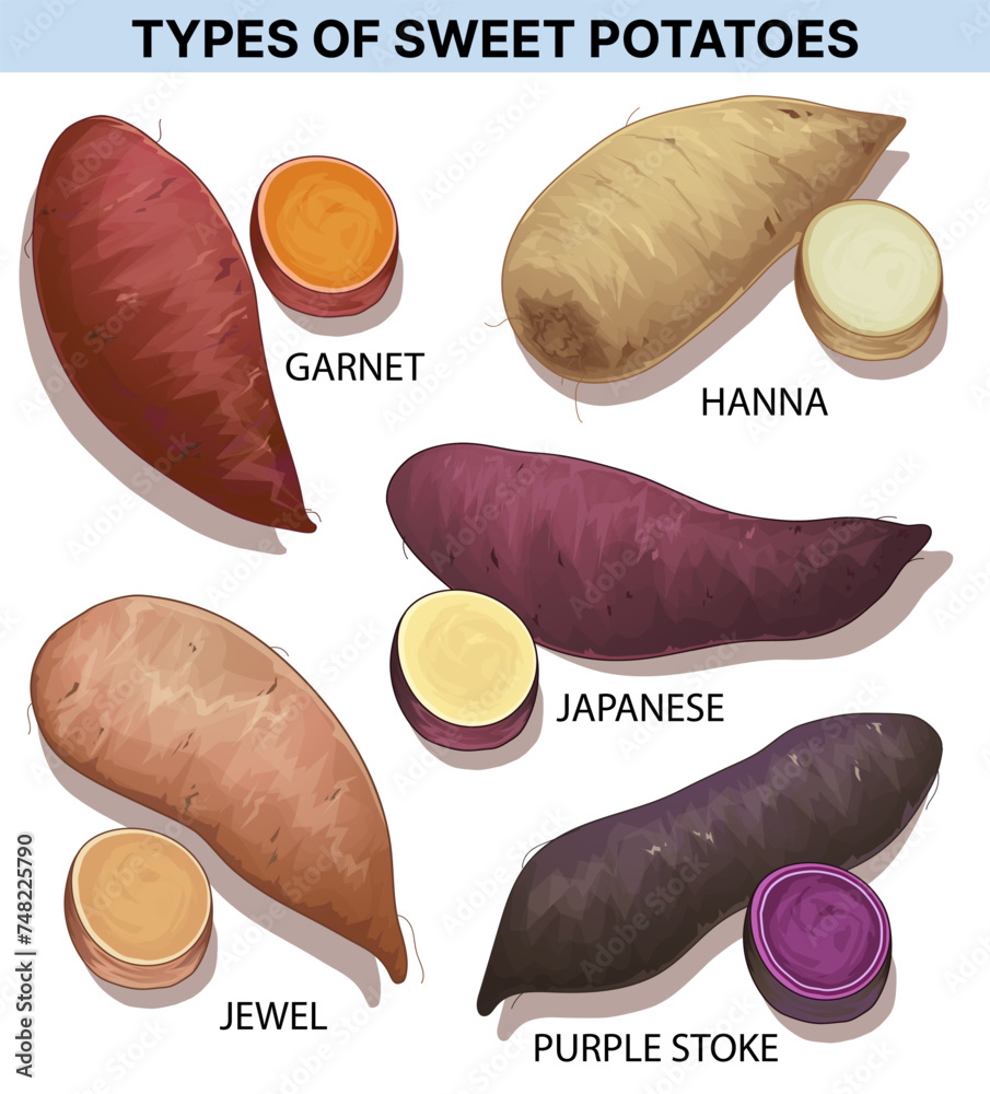 Different types of sweet potatoes. Examples of cut-away sweet potatoes ...