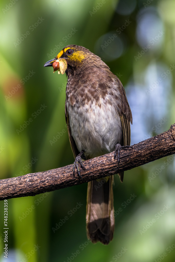 The orange-spotted bulbul (Pycnonotus bimaculatus) is a species of ...