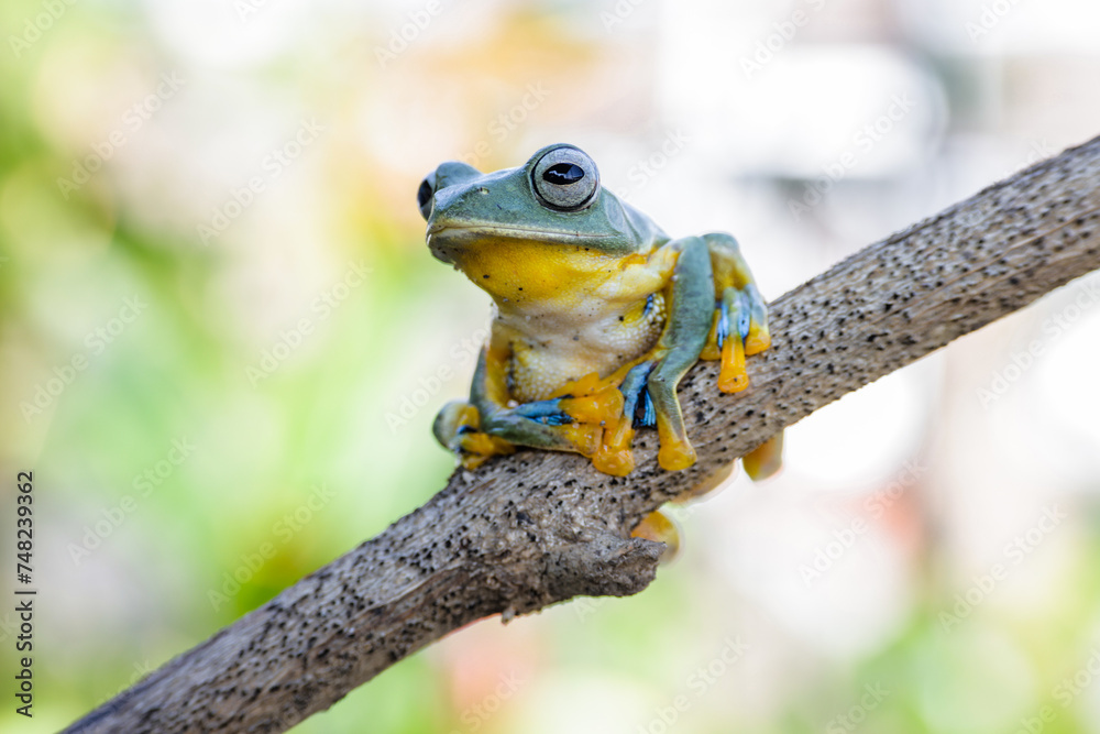 Wallace's flying frog (Rhacophorus nigropalmatus), also known as the ...