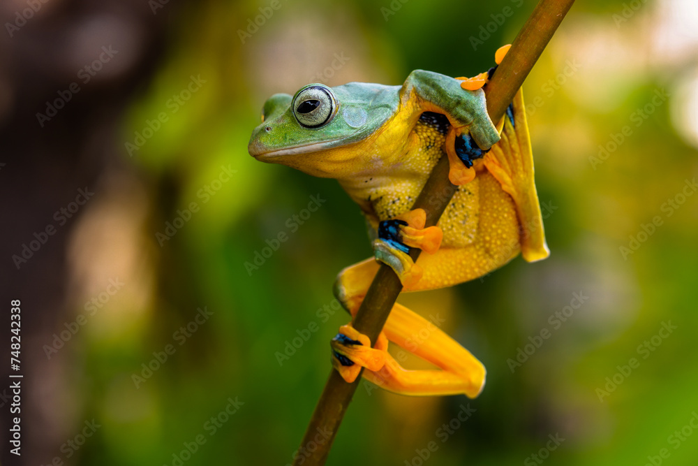 Wallace's flying frog (Rhacophorus nigropalmatus), also known as the ...