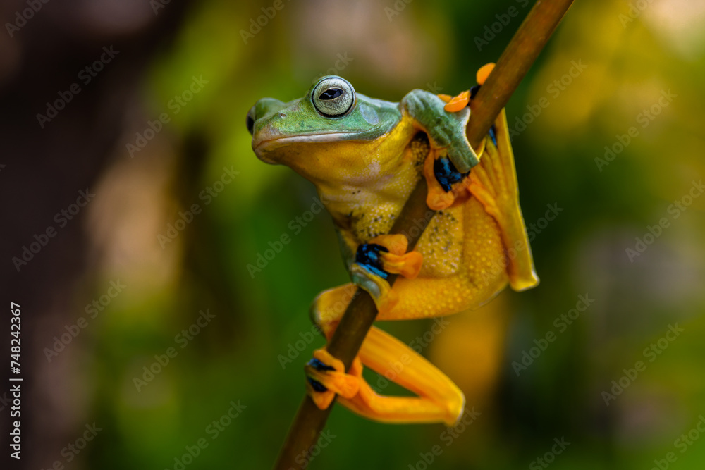 Wallace's flying frog (Rhacophorus nigropalmatus), also known as the ...