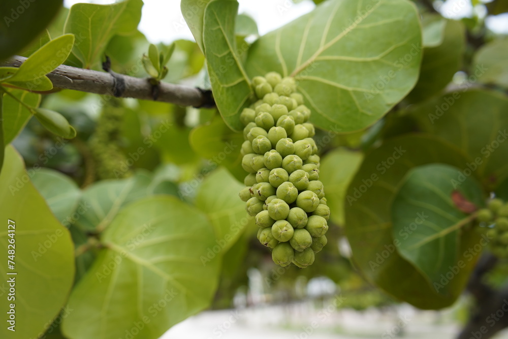 Coccoloba uvifera is a species of tree and flowering plant in the ...
