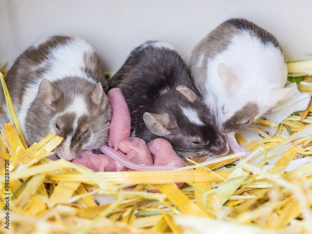 Newborn blind mice and adult mice on hay. Small rodents. Pet satin mice ...