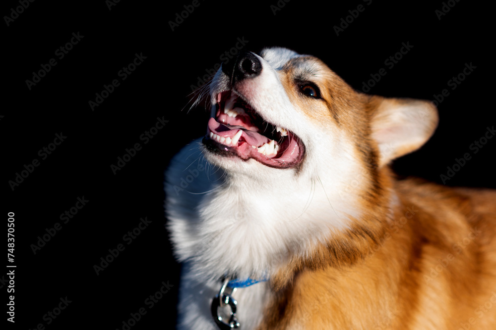 Portrait of a Pembroke Welsh Corgi puppy. Looks to the side with his ...