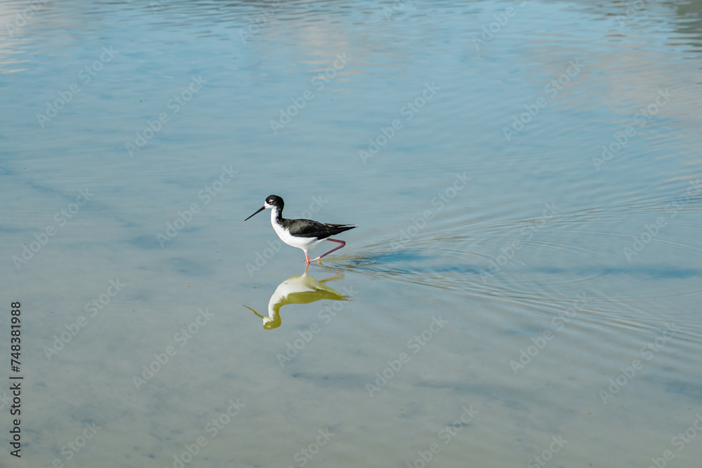 The black-necked stilt (Himantopus mexicanus) is a locally abundant ...