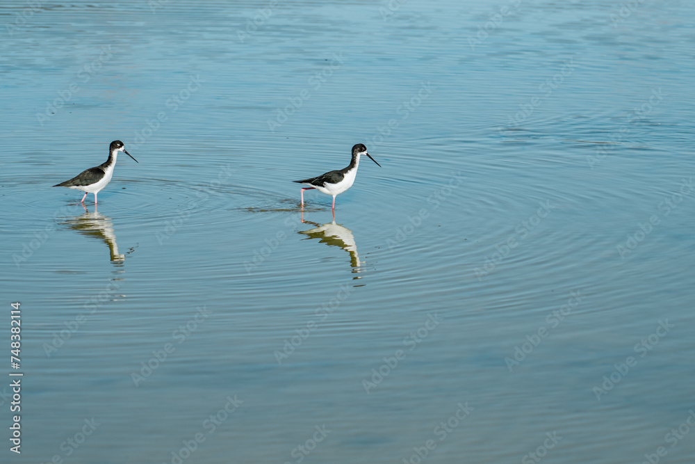 The black-necked stilt (Himantopus mexicanus) is a locally abundant ...