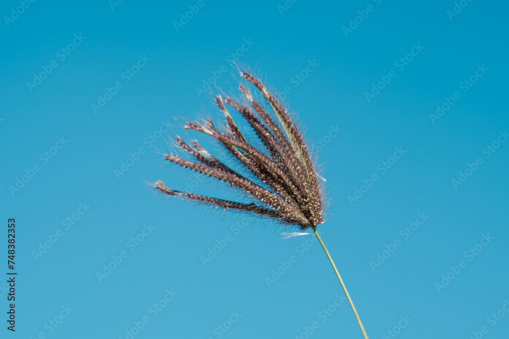 Foto de Chloris barbata (syn. Chloris inflata), the swollen fingergrass ...