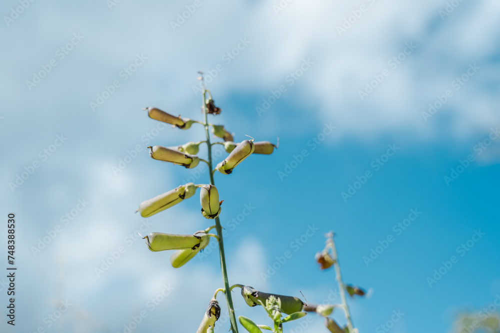 Crotalaria retusa is a species of flowering plant in the legume family ...