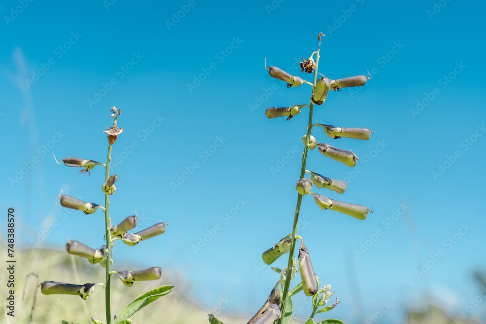 Crotalaria retusa is a species of flowering plant in the legume family ...