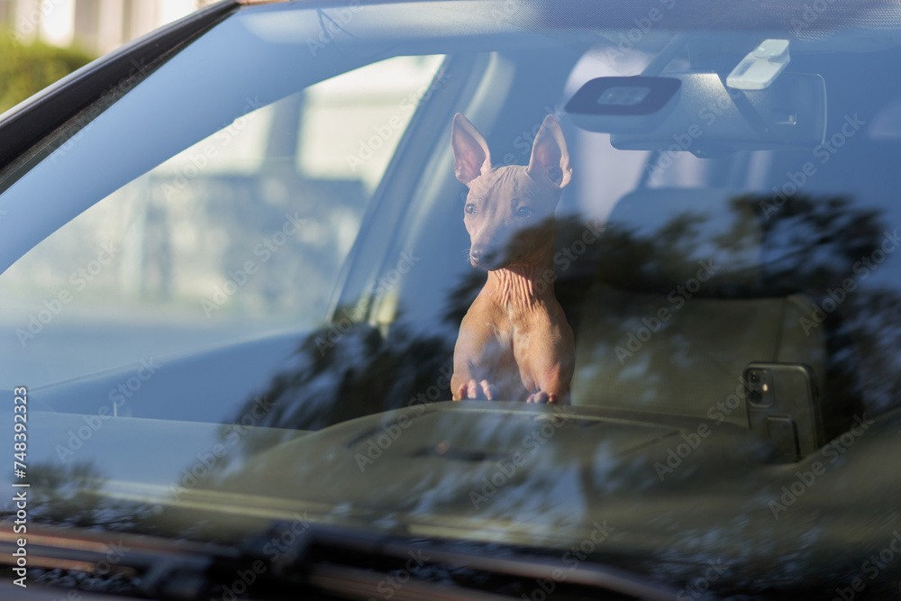 American Hairless Terrier in Vehicle, captures this breed's distinct ...