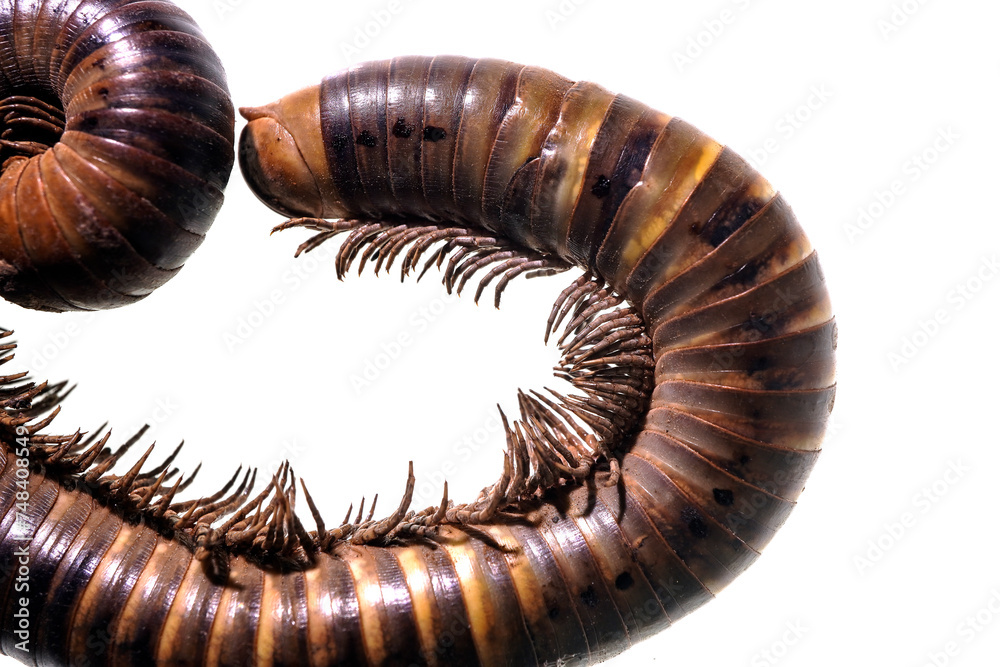 Millipede dead from exposure from sun due to deforestation and removal ...
