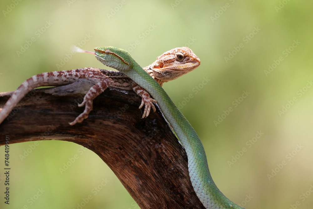 snake, viper, viper snake, tropidolaemus subannulatus, lizard, bearded ...