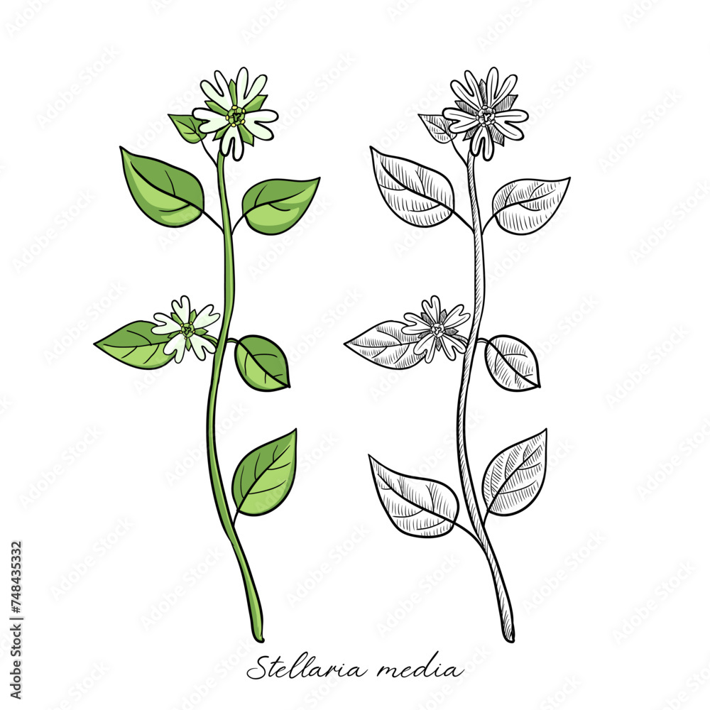 vector drawing chickweed, Stellaria media, hand drawn illustration of ...