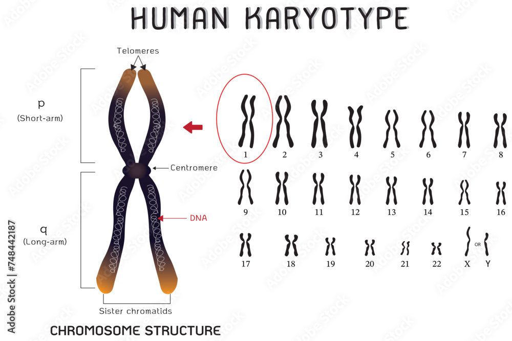 Human karyotype and chromosome structure. Stock Vector | Adobe Stock