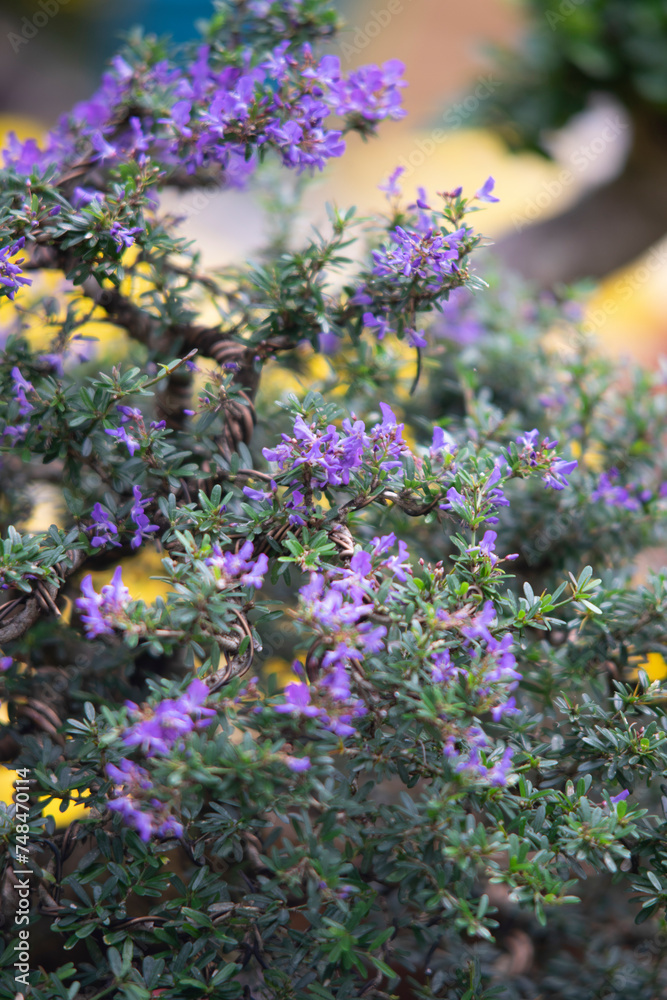 Cuphea hyssopifolia,The Cuphea hyssopifolialeaves are also small, oval ...