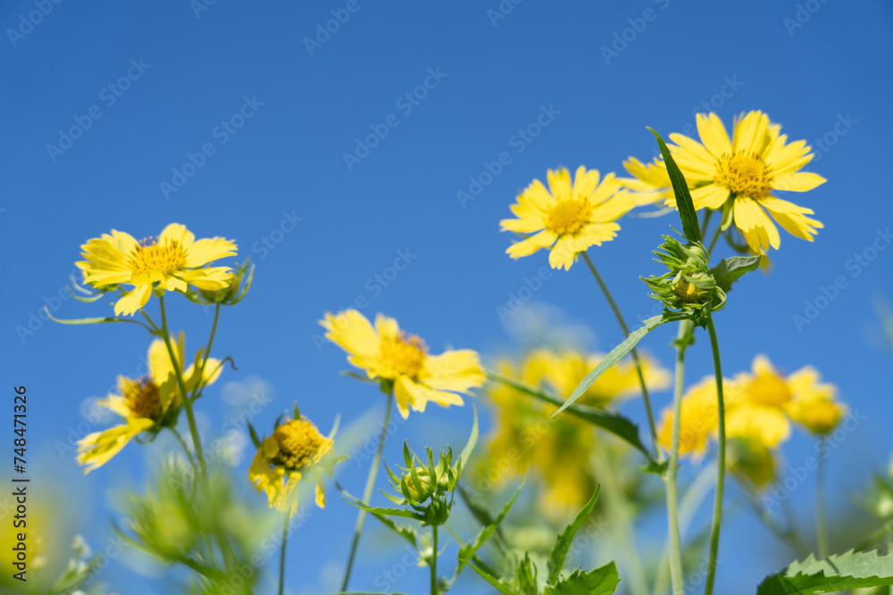 Verbesina encelioides is a flowering plant in the family Asteraceae ...