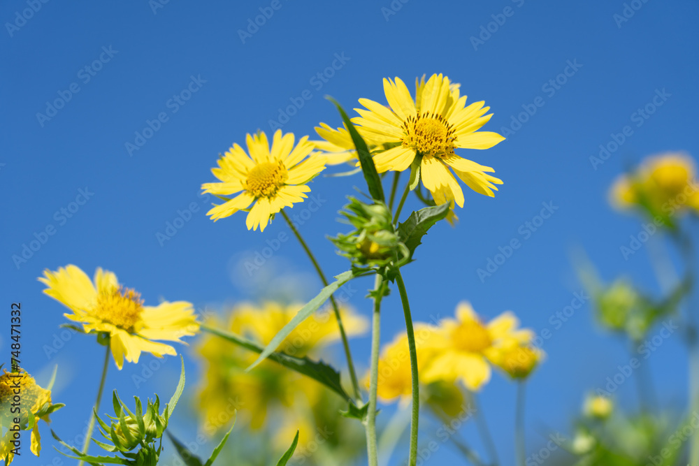 Verbesina encelioides is a flowering plant in the family Asteraceae ...