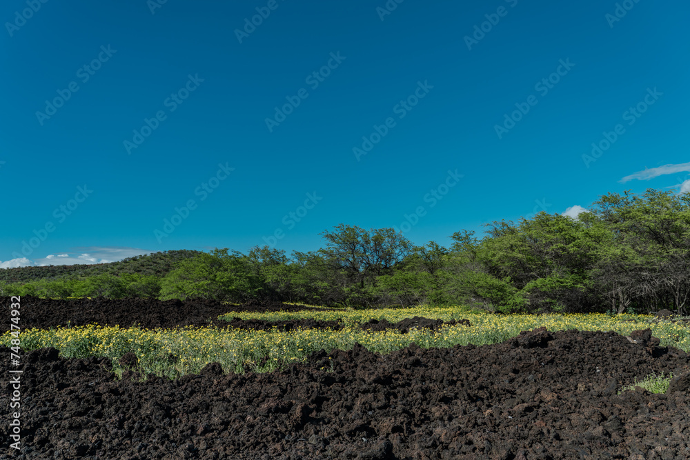 Kalua O Lapa lava and spatter deposits. Ahihi-Kinau Natural Area ...