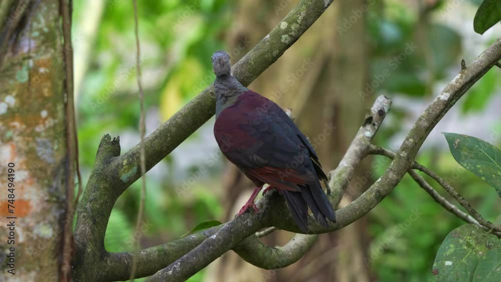 Vidéo Stock Crested Quail-dove, geotrygon versicolor, perched on tree ...