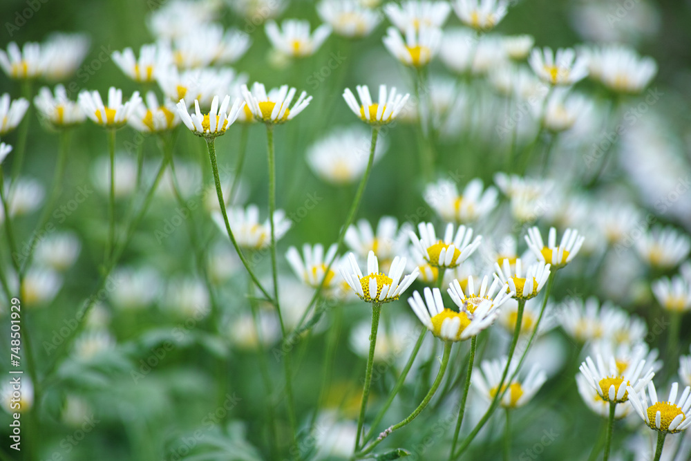 Nature, spring and calm daisy field with natural landscape, morning ...