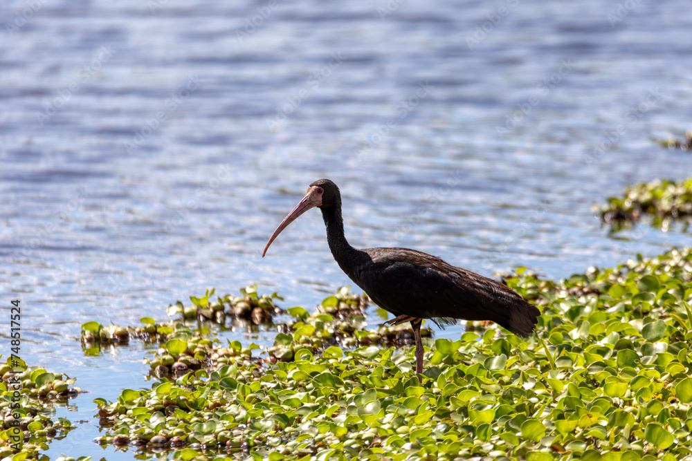 Bare-faced ibis (Phimosus infuscatus), known as the whispering ibis ...