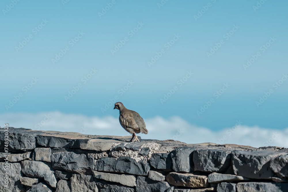 The chukar partridge (Alectoris chukar), or simply chukar, is a ...