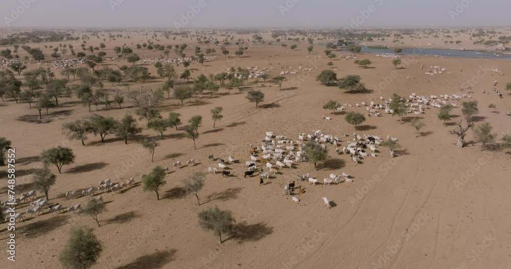 High aerial. Herd of Fulani cattle standing around after drinking from ...