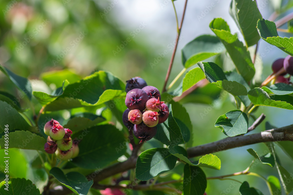 Amelanchier lamarckii ripe and unripe fruits on branches, group of ...