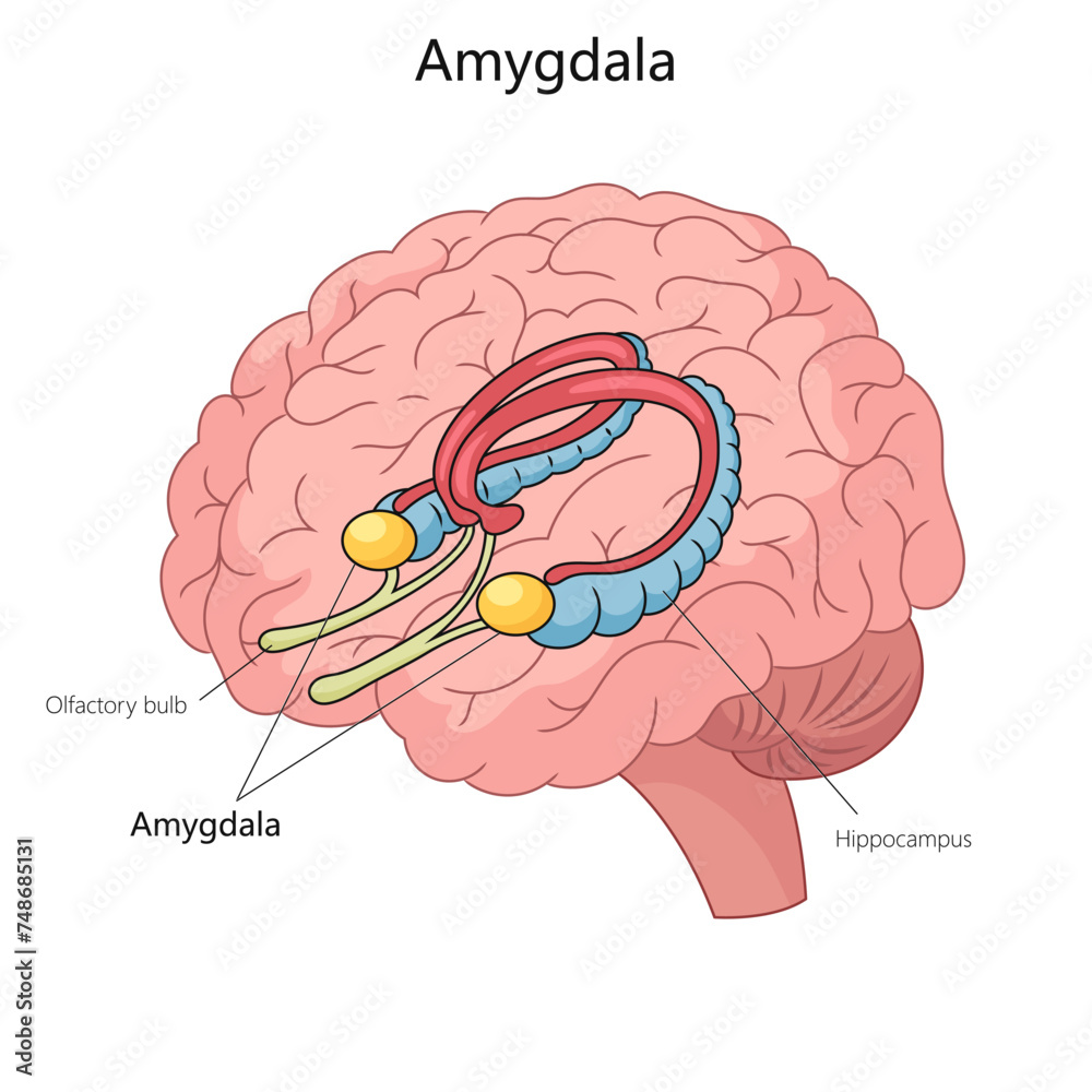 Detailed illustration of the human brain with the amygdala prominently ...