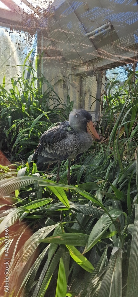 shoebill (Balaeniceps rex), also known as the whalebill, whale-headed ...