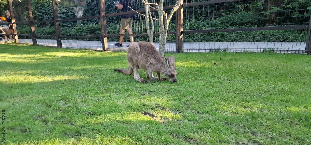 red-necked wallaby or Bennett's wallaby (Notamacropus rufogriseus ...