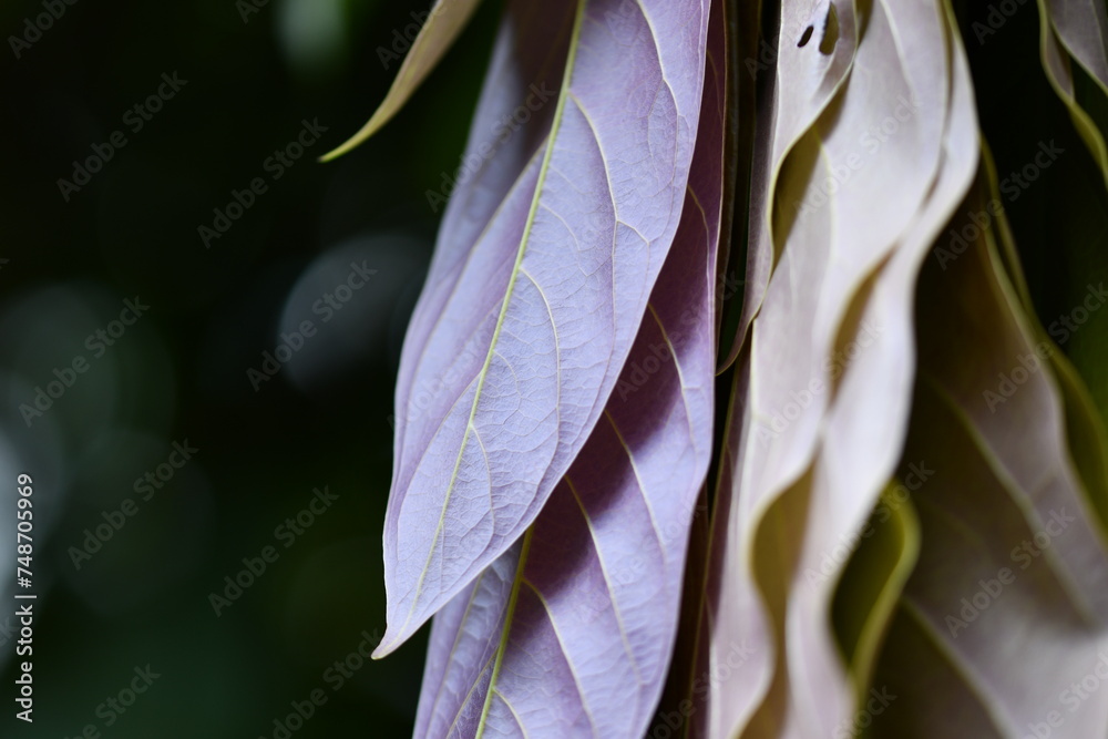 Close up photos of green/purple fresh leaves acting as carbon sink to ...