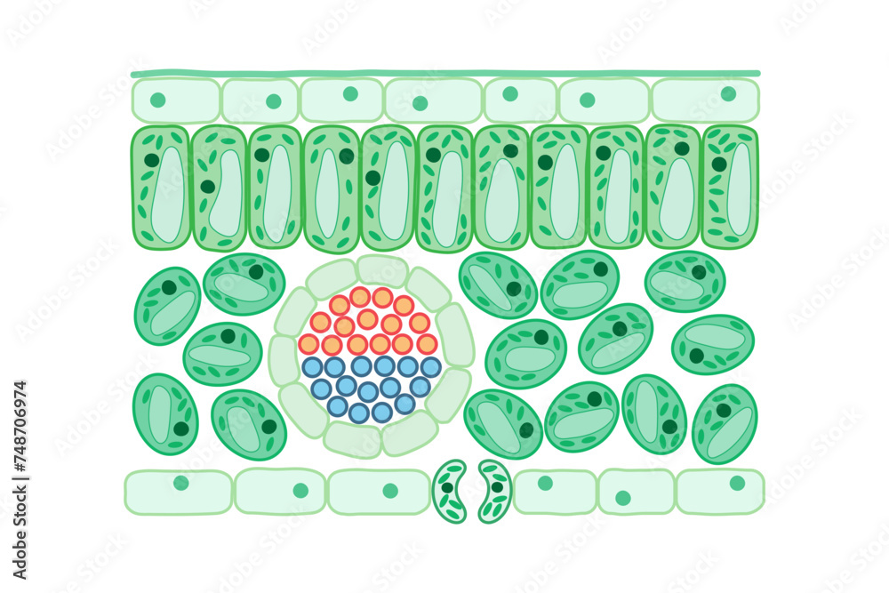 Leaf structure. Internal structure of the leaf. Diagram. Stock Vector ...