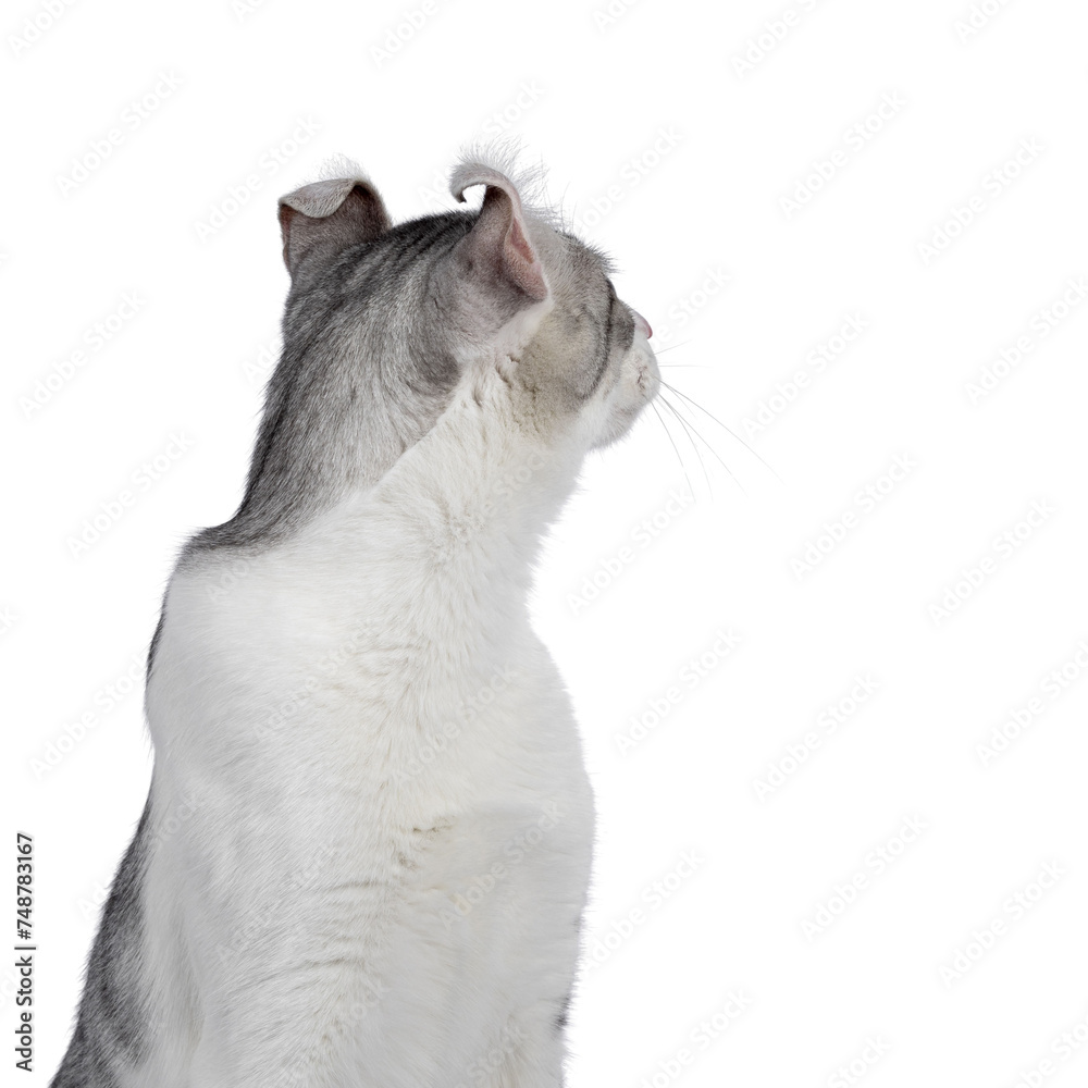 Amazing silver spotted with white American Curl Shorthair cat, cat ...