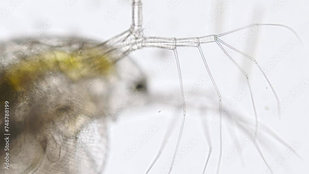 living water flea (daphnia) under the microscope - optical microscope ...