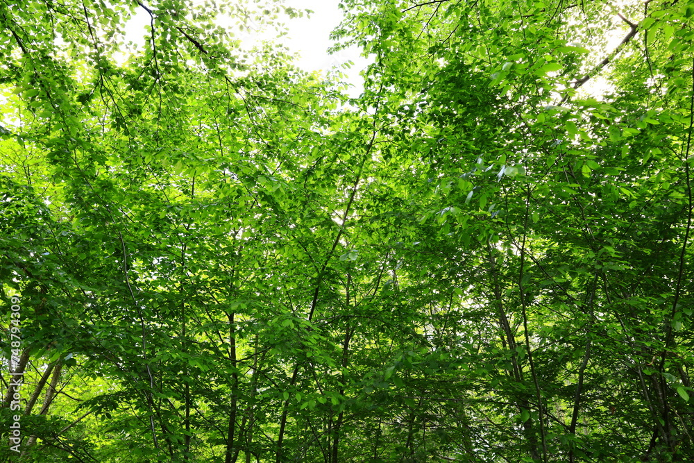 The Forest of Saint-Germain-en-Laye is a dominial forest of 35 km2 in ...