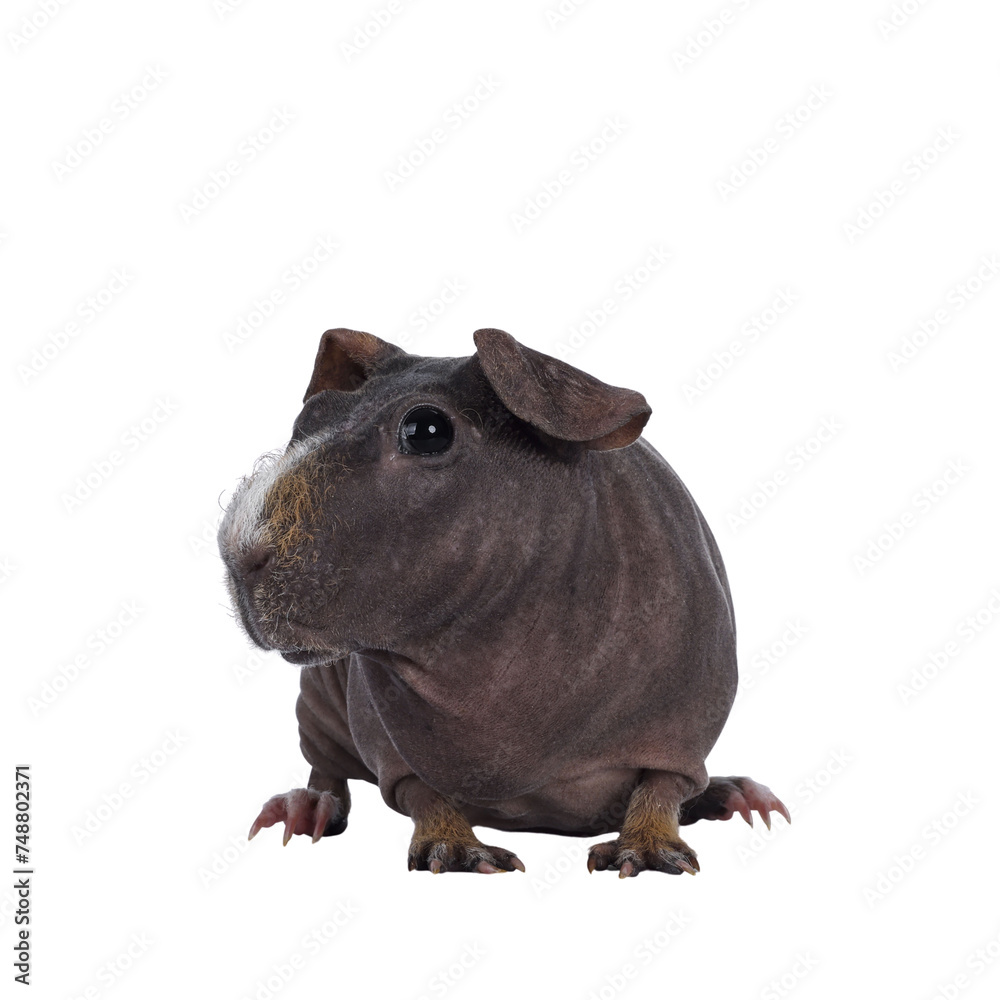 Cute dark brown skinny pig, standing front view. Head up. Looking to ...