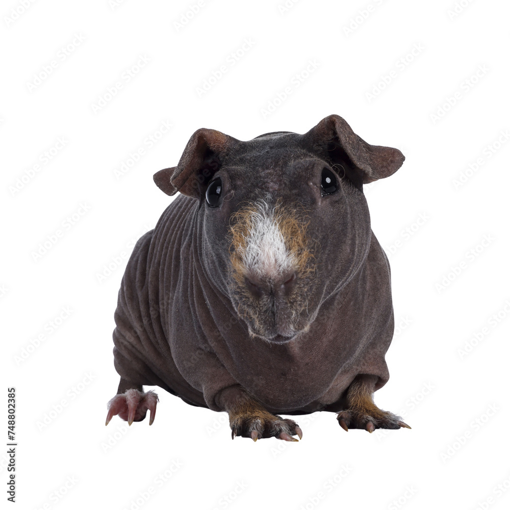 Cute dark brown skinny pig, standing facing front. Head up. Looking at ...