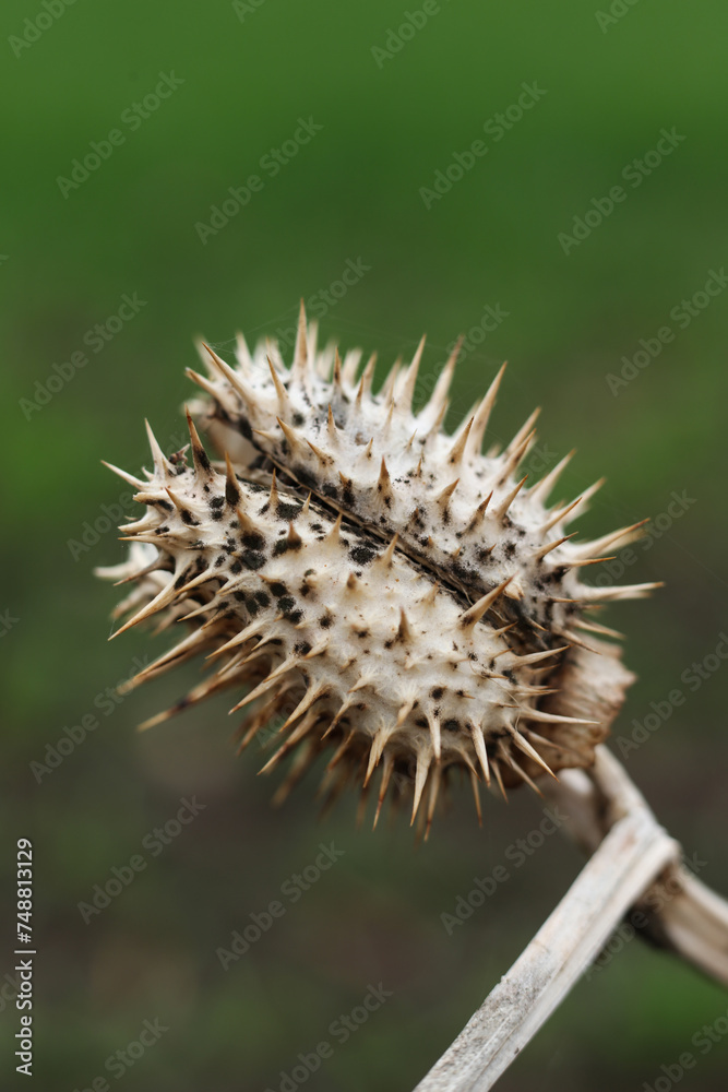 Datura stramonium, known by the common names thorn apple, jimsonweed ...