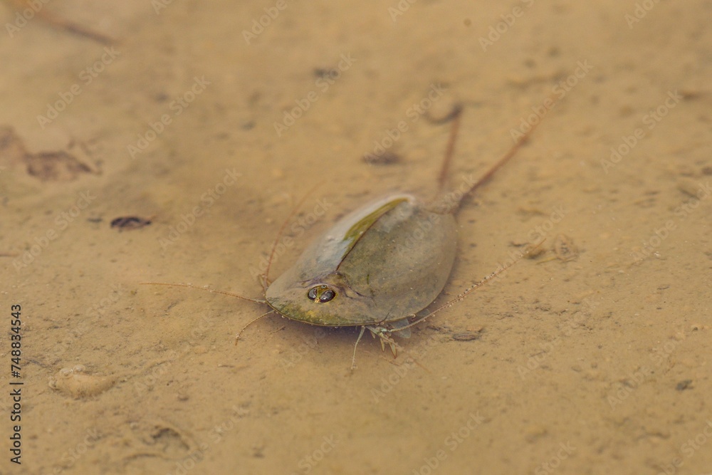 Rare crustacean Tadpole shrimp (Triops cancriformis) with three eyes in ...