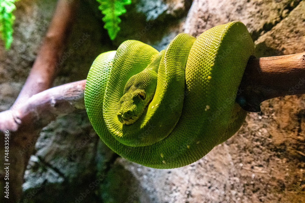 A close up photo of a Green snake rests in its typical position curled ...