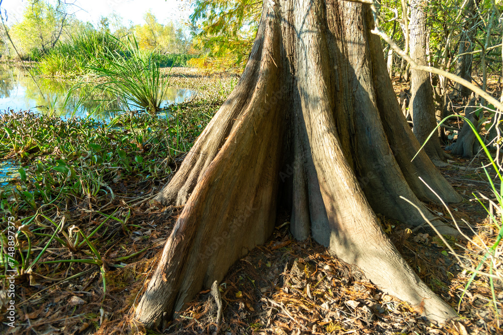 Taxodium distichum (bald cypress, swamp cypress), trees with plank ...