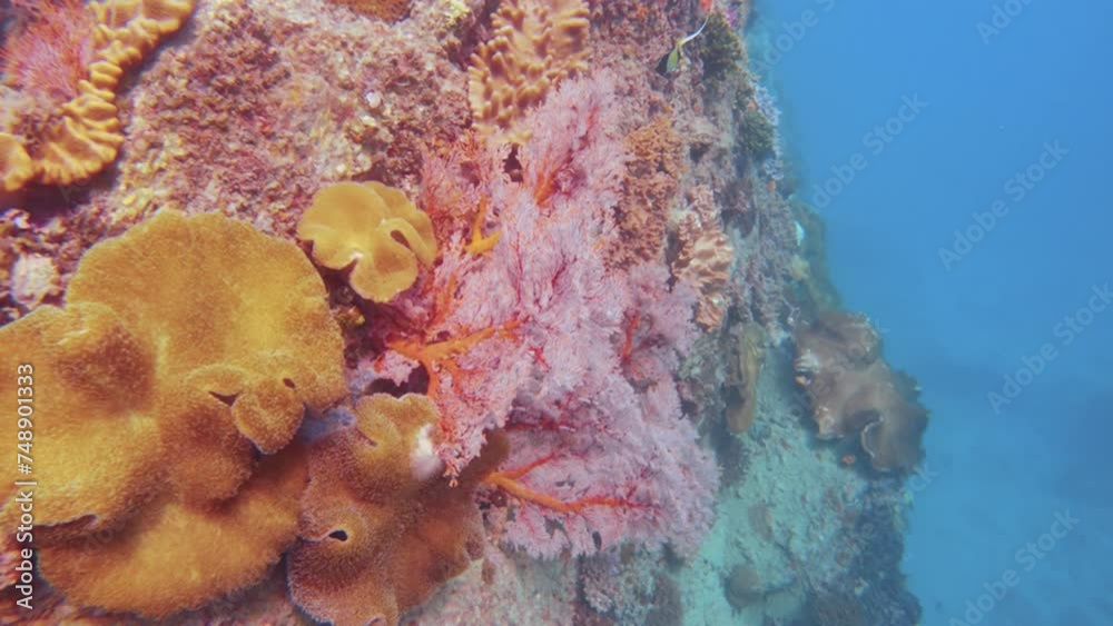 close up view of pink sea fan and finger leather and Montipora Acropora ...