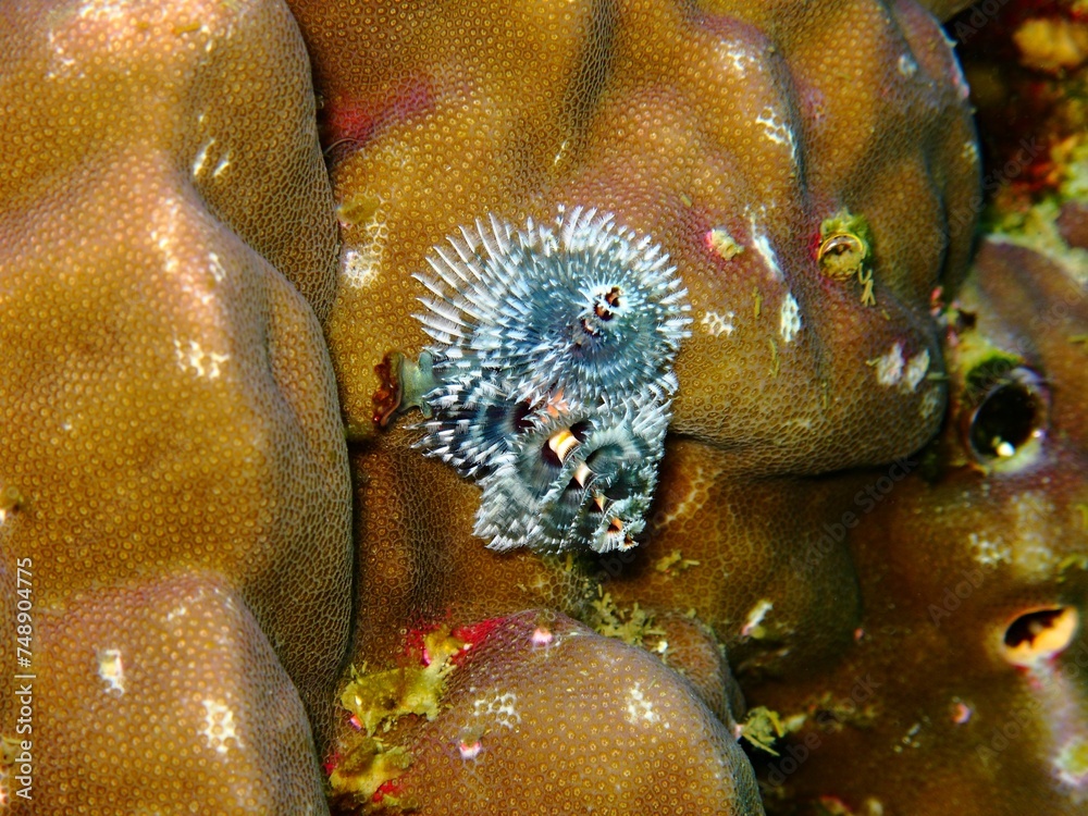 Coral reef animal - christmas tree worm on the corals. Underwater macro ...