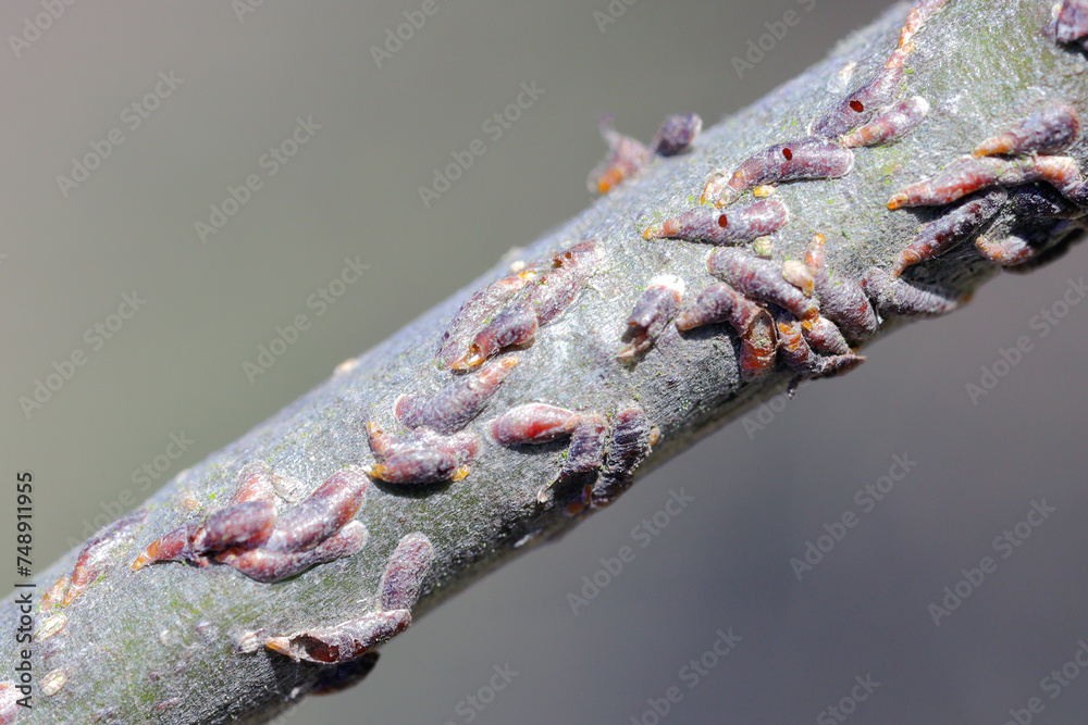 Oystershell scale or mussel scale (Lepidosaphes ulmi). A pest on the ...
