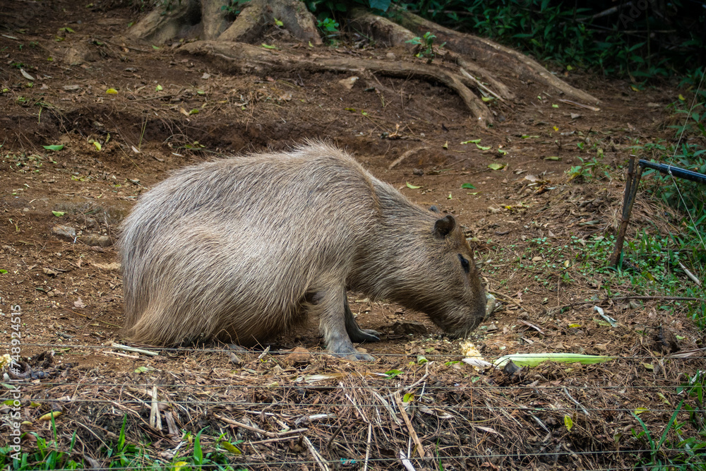 The capybara or greater capybara (Hydrochoerus hydrochaeris) is a giant ...