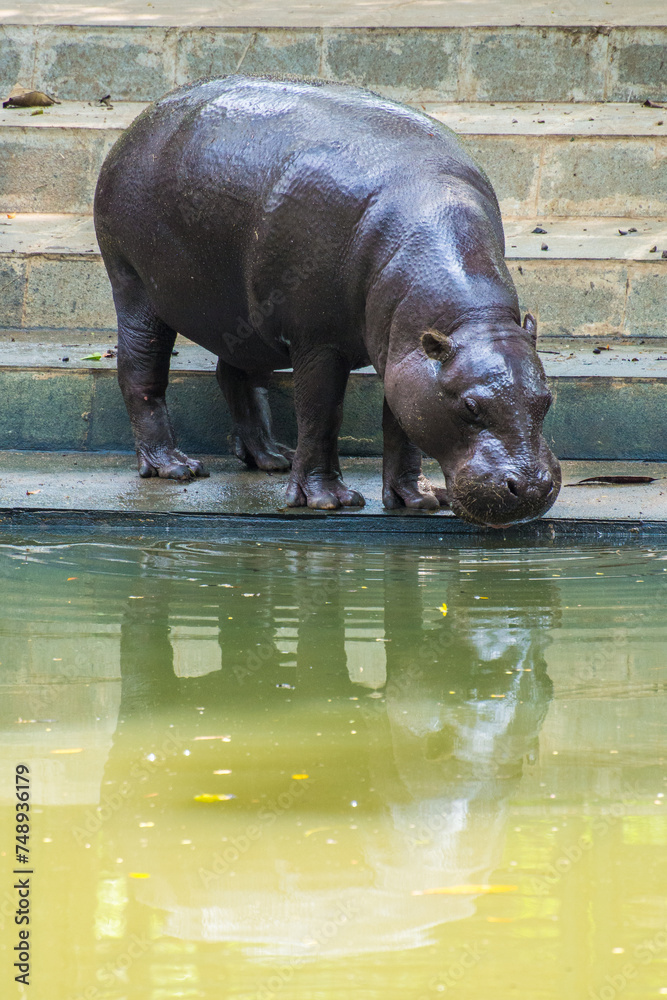 The pygmy hippopotamus or pygmy hippo (Choeropsis liberiensis) is a ...