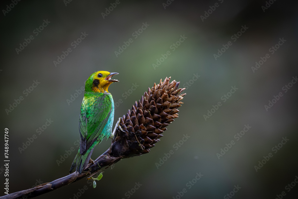 Photo Chlorochrysa nitidissima, also known as the "multicolor tanager ...