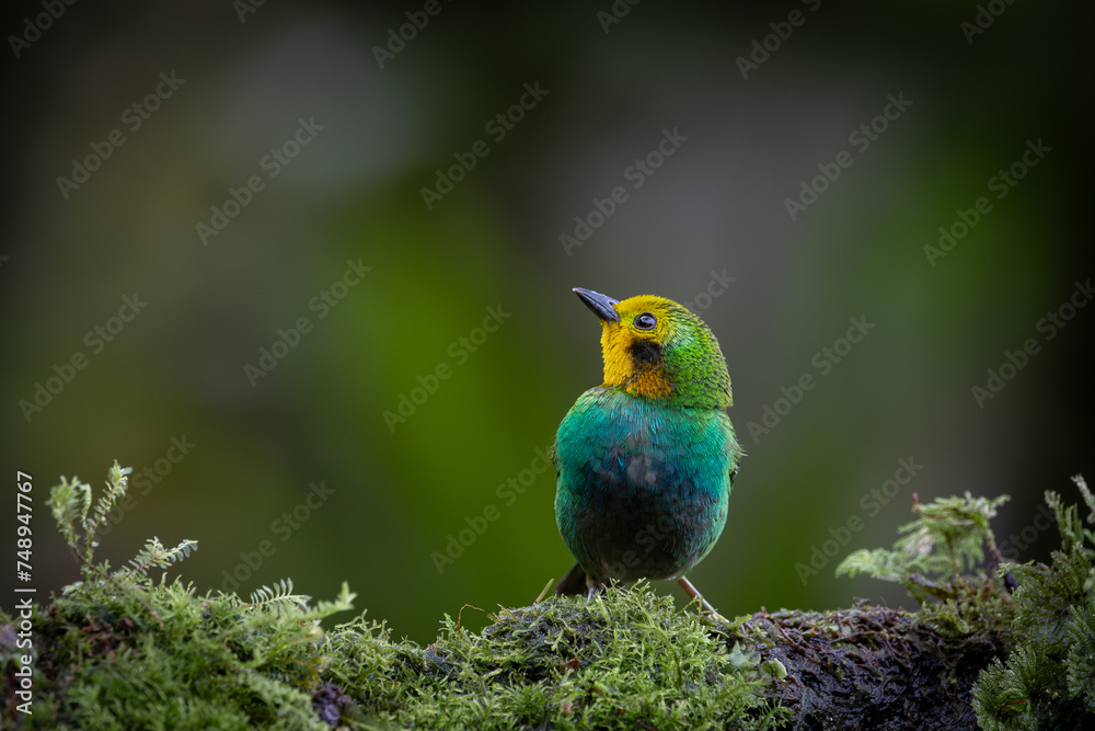 Chlorochrysa nitidissima, also known as the "multicolor tanager", is a ...