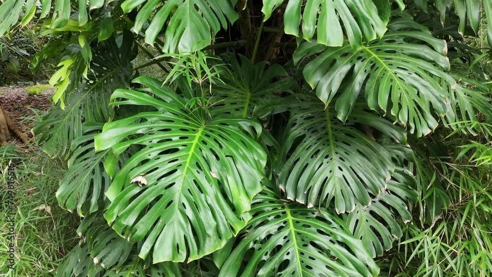 Vidéo Stock Monstera deliciosa is a species of flowering plant native ...